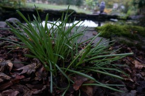 Spring in October – A Bright Ray of Hope