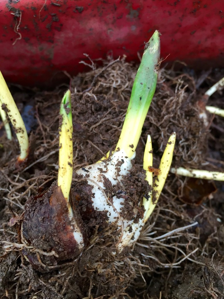 Hundreds and Thousands and Millions of Sprouts – A Bright Ray of Hope