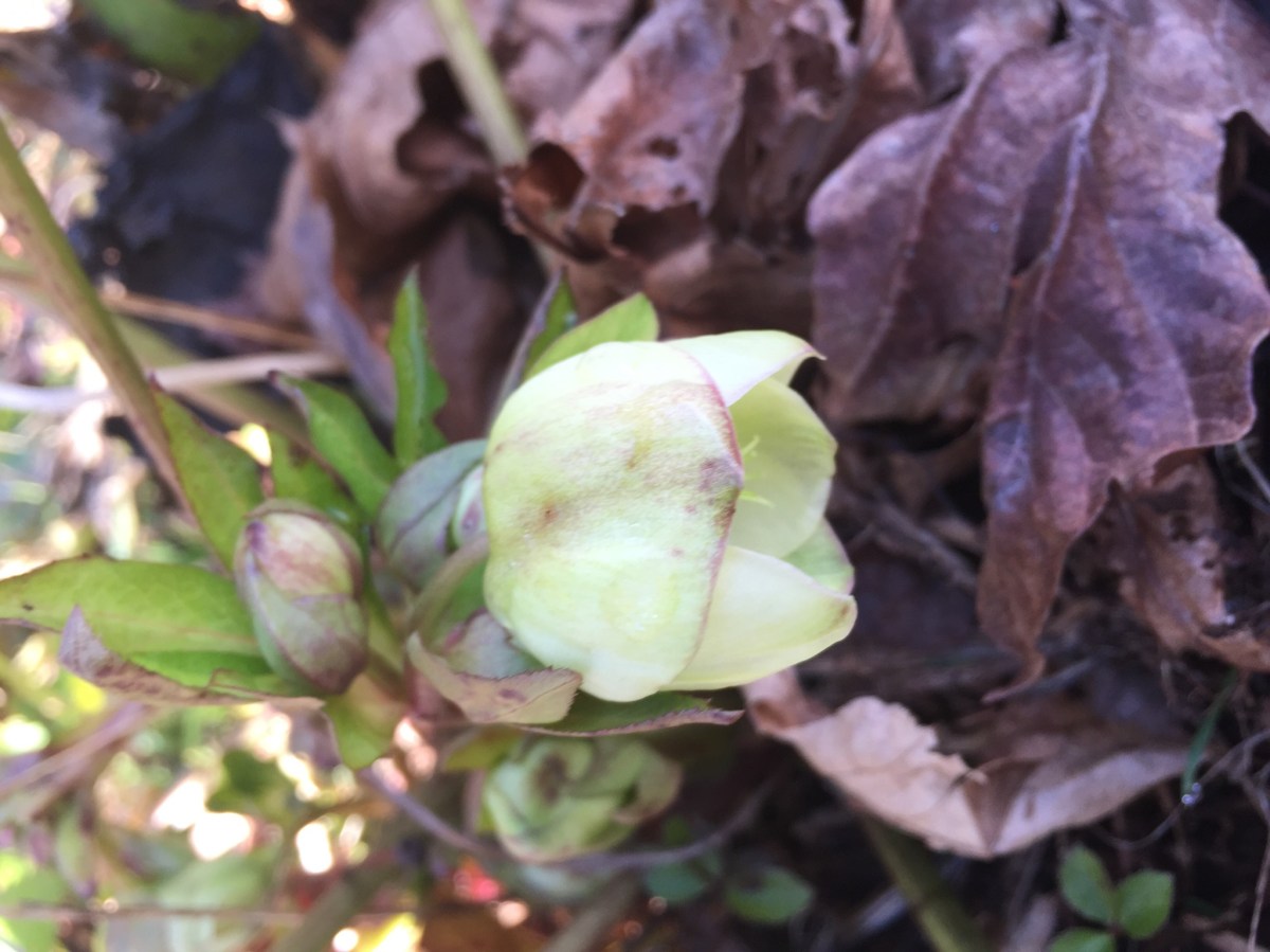 Hundreds and Thousands and Millions of Sprouts – A Bright Ray of Hope