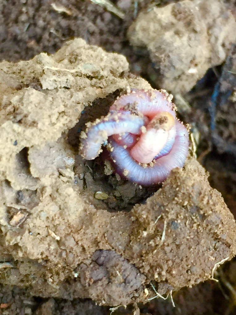 Irises, Earthworms, Estivation! – A Bright Ray of Hope