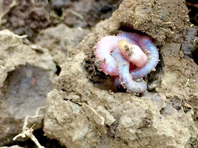 Irises, Earthworms, Estivation! – A Bright Ray of Hope